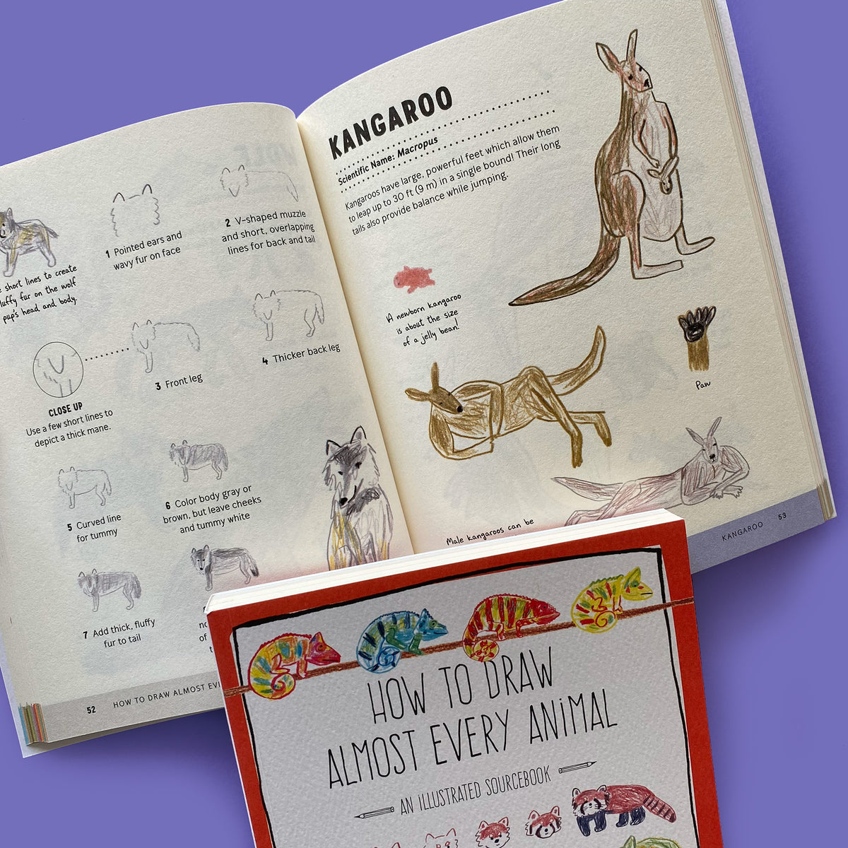 How To Draw Almost Every Animal - Mini Mad Things